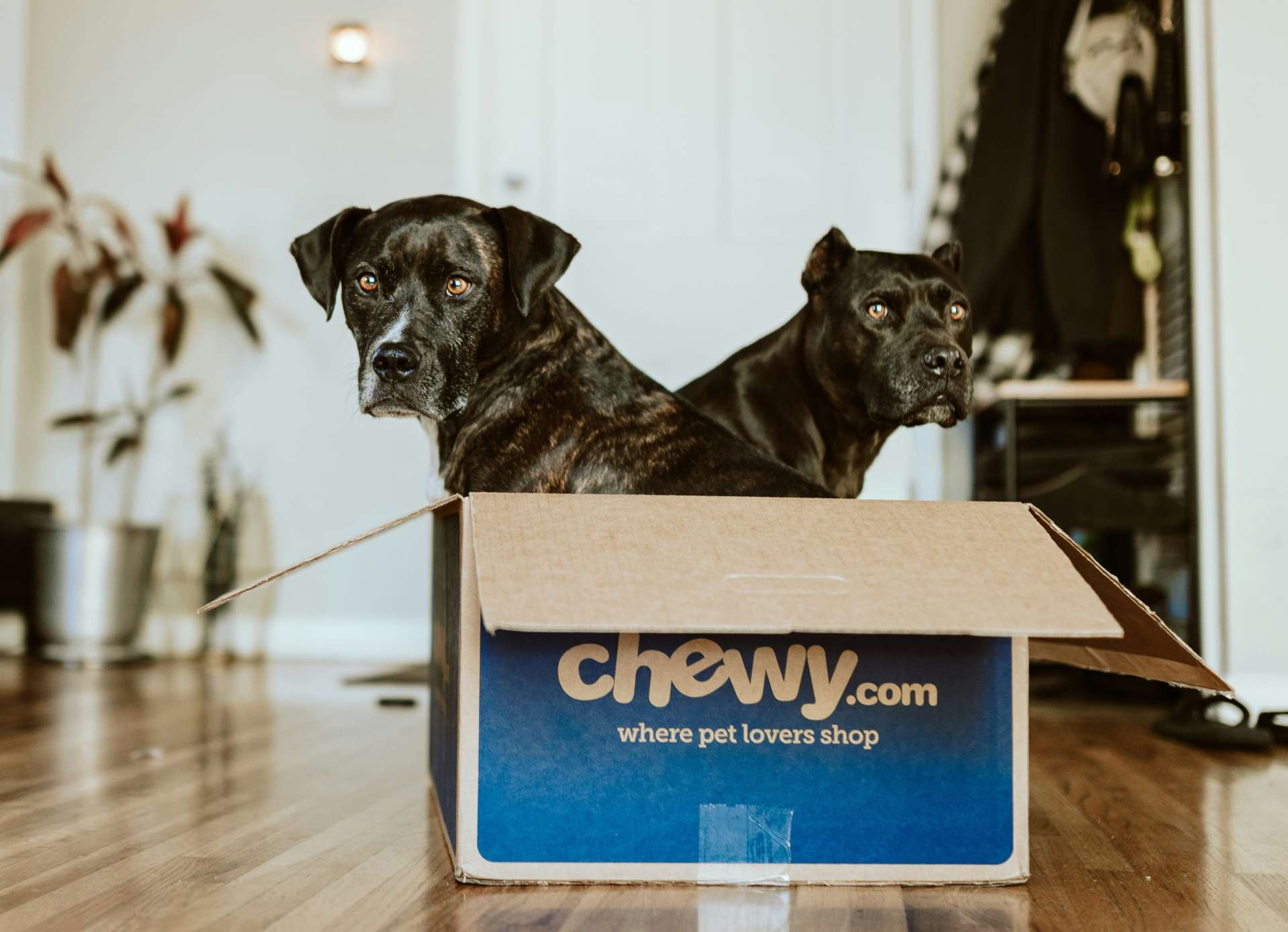Designing Pet-Friendly Homes: Design Tips for Pet Lovers